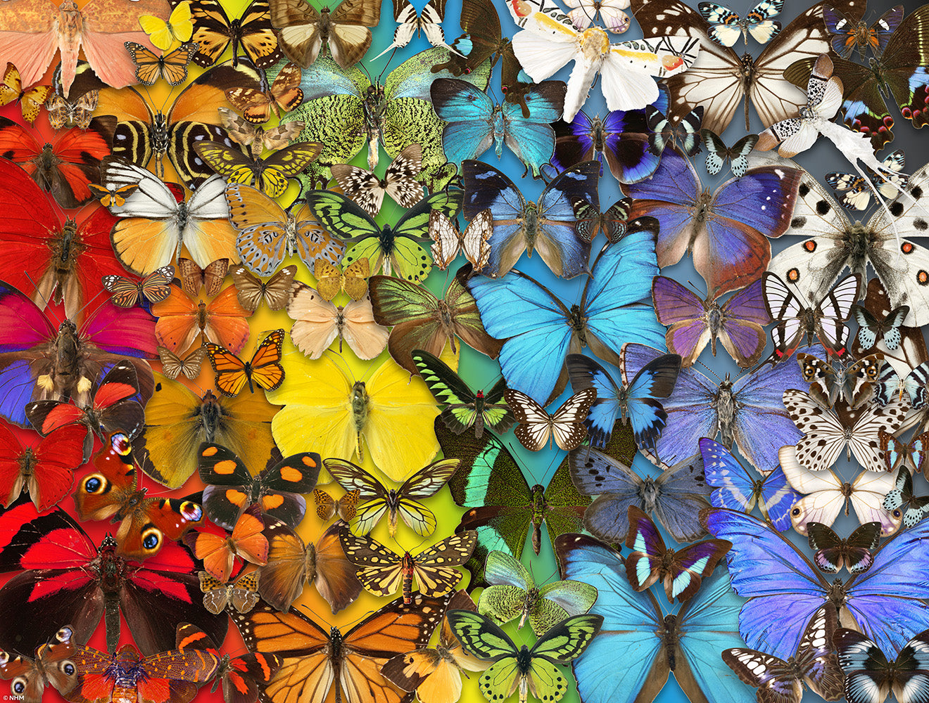 Natural History Printable Image Moths Butterflies