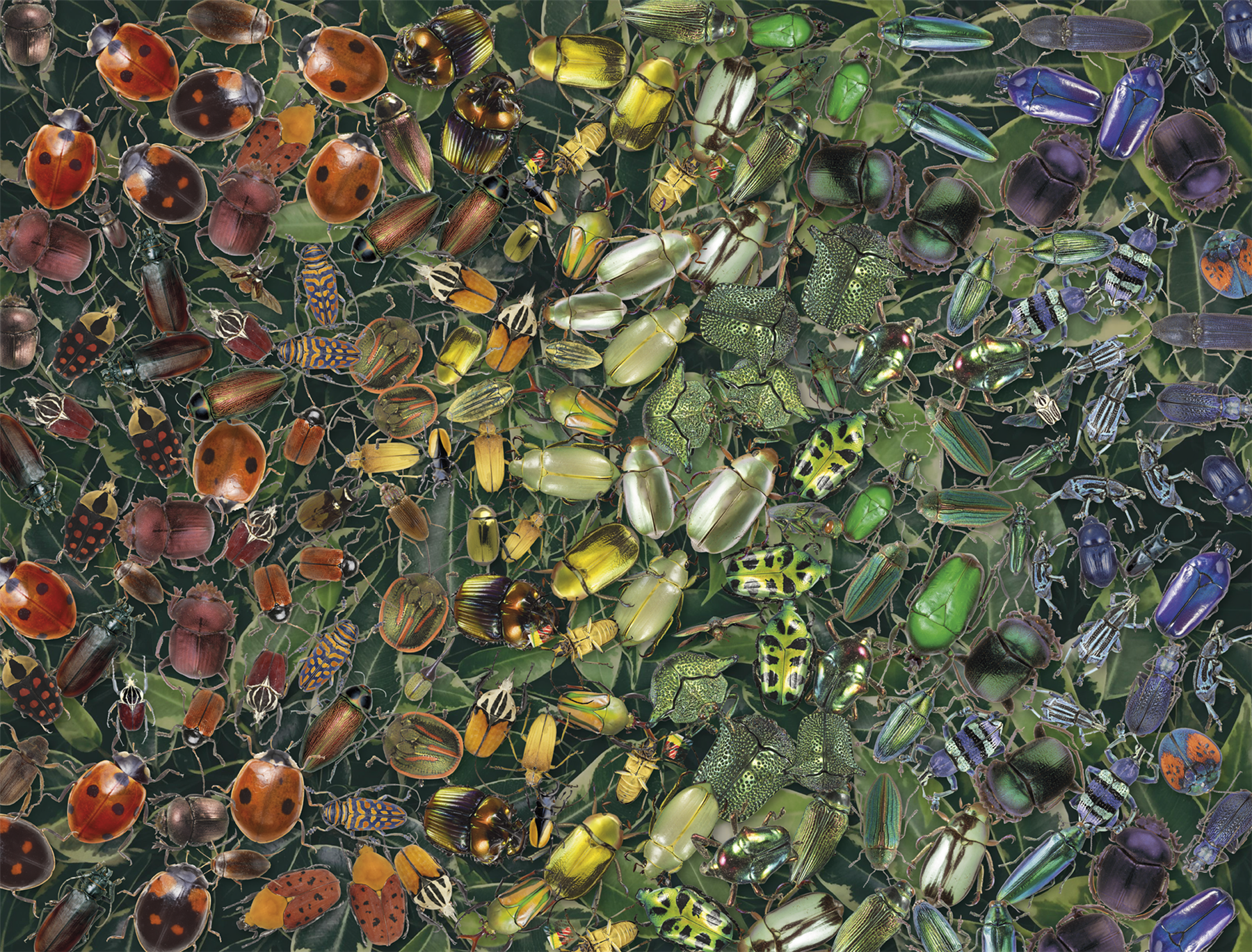 Natural History Museum - Beetles 1000 Piece Jigsaw Puzzle – All Jigsaw ...