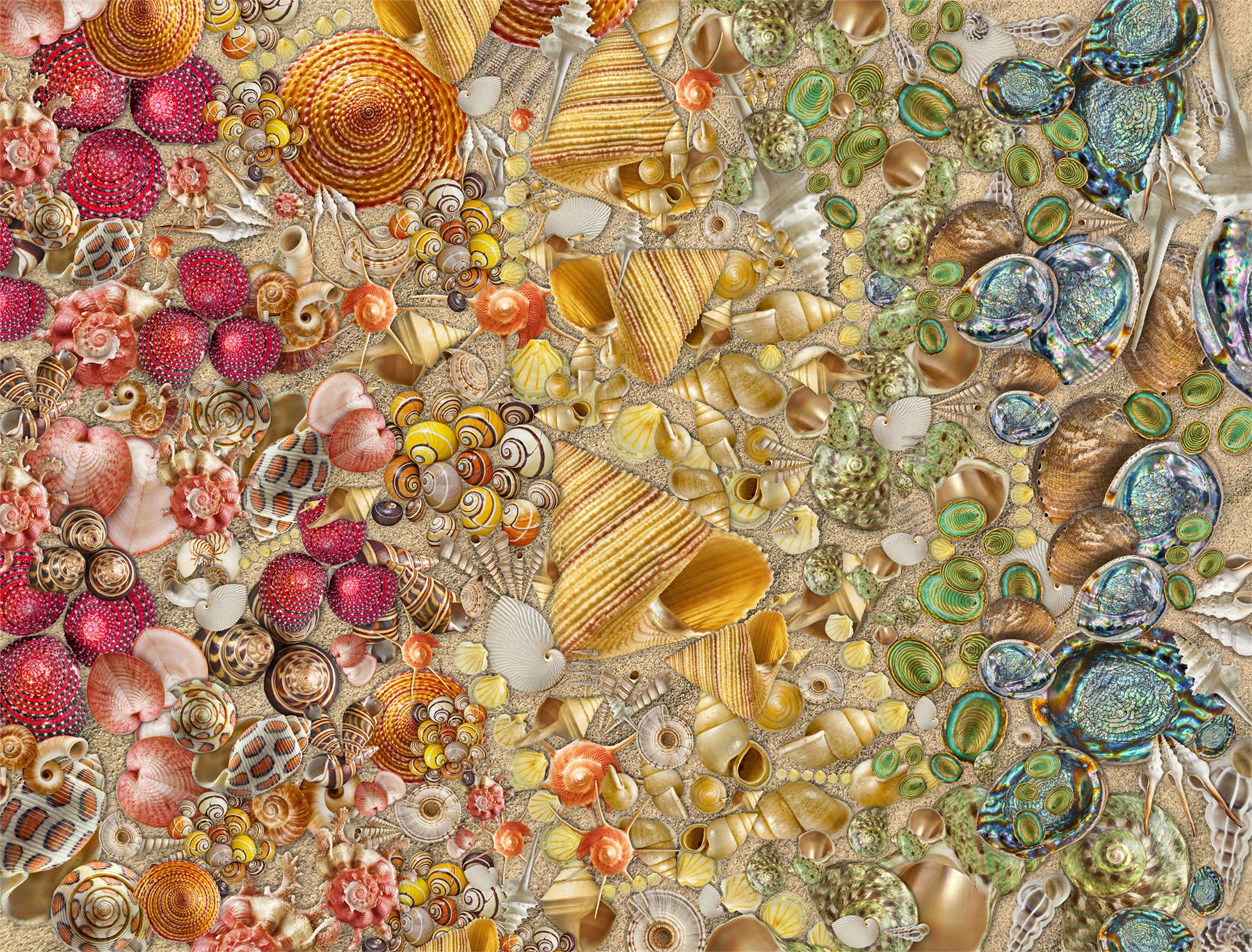 Natural History Museum - Shells 1000 Piece Jigsaw Puzzle – All Jigsaw ...