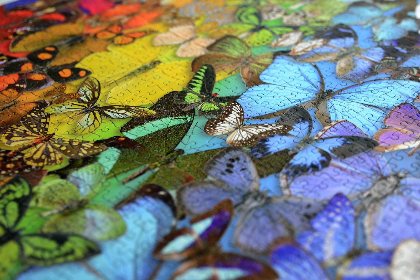Natural History Museum - Butterflies & Moths 1000 Piece Jigsaw Puzzle ...