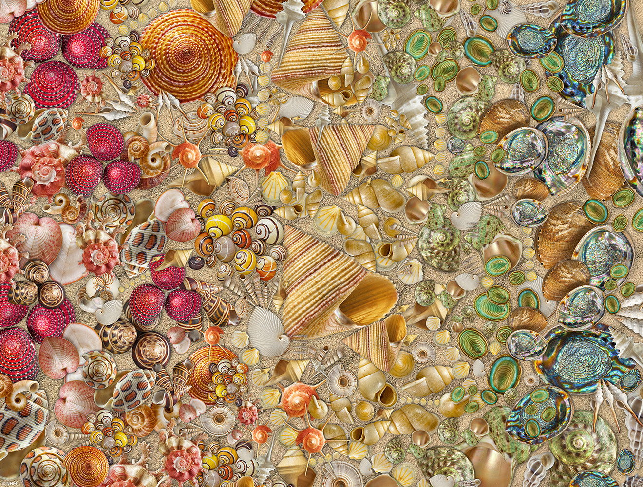 Natural History Museum - Shells 1000 Piece Jigsaw Puzzle – All Jigsaw ...
