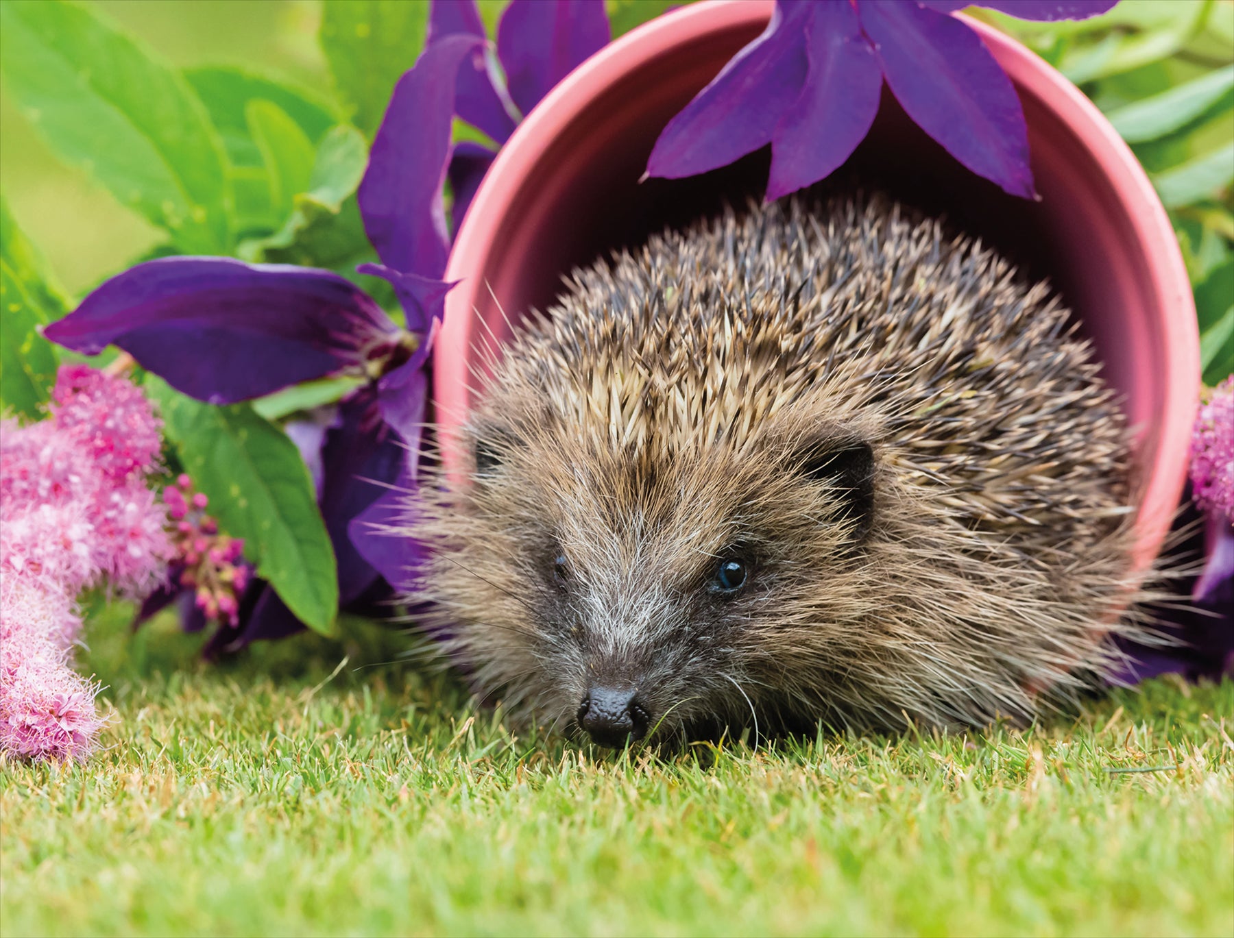 Hedgehog Pottering In The Garden 1000 Piece Jigsaw – All Jigsaw Puzzles